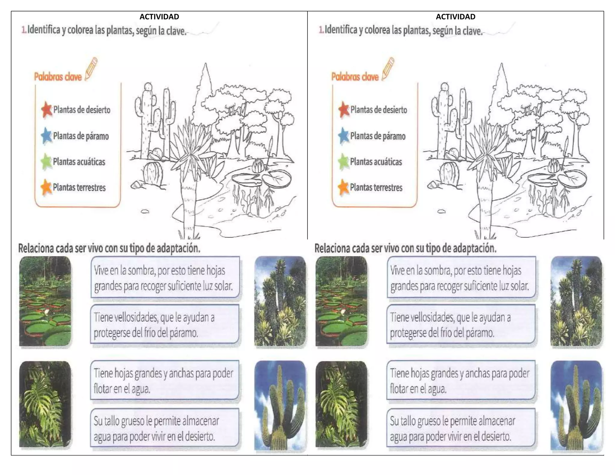adaptaciones de las plantas martes 01 dE AGOSTO.docx