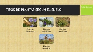Adaptaciones de las plantas | PPTX