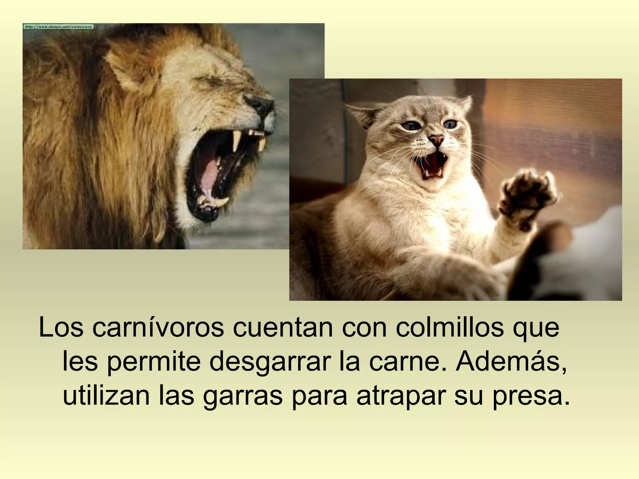 Adaptaciones de los animales | PPT