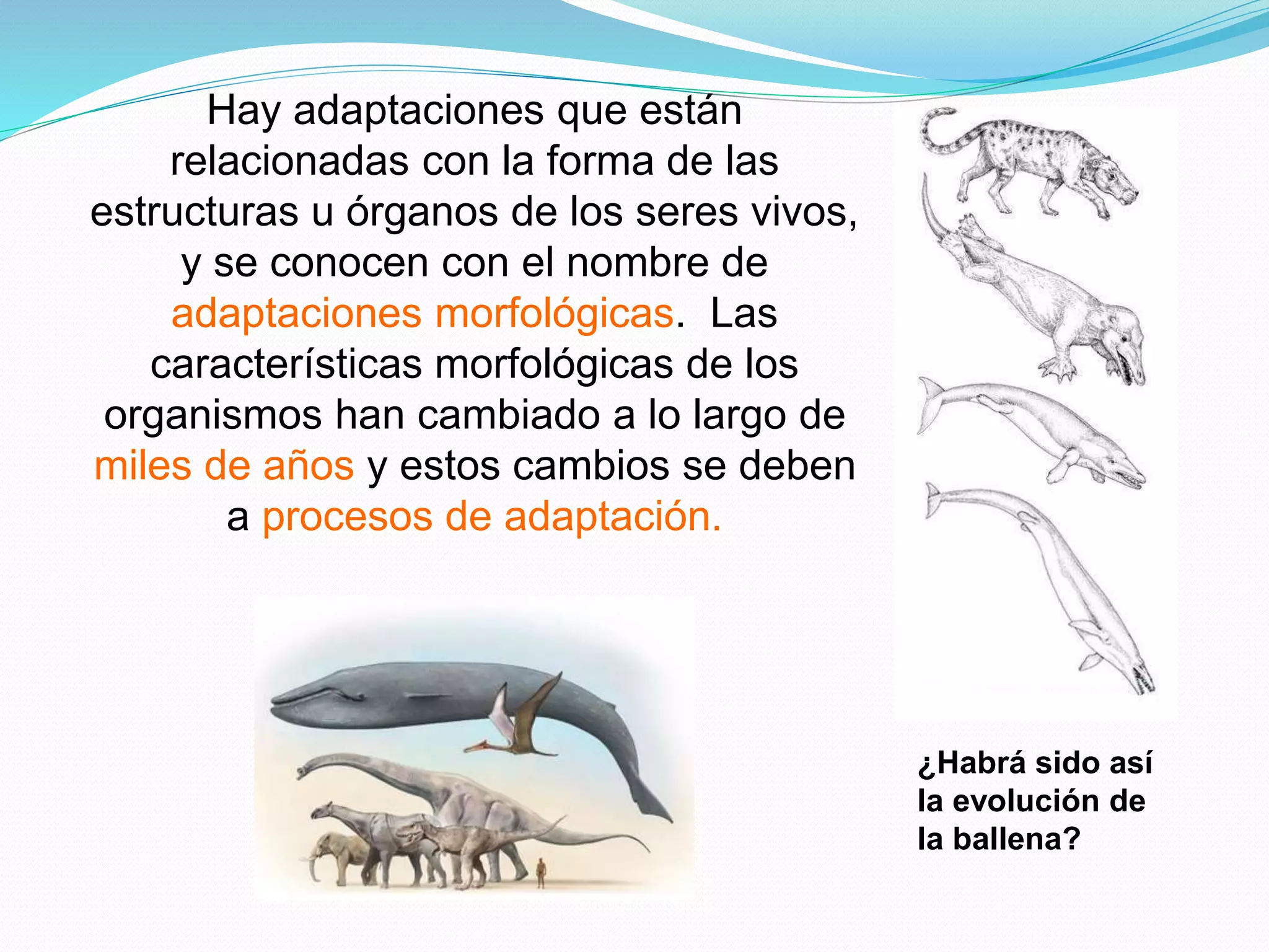 Adaptaciones de los seres vivos | PPSX