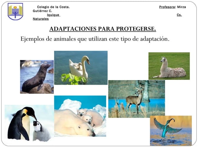 Adaptaciones de los seres vivos | PPT