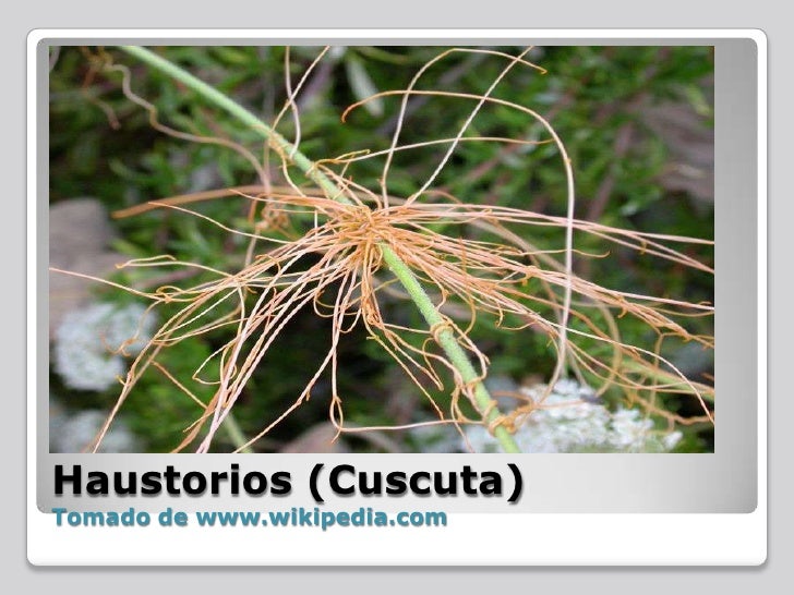 Adaptaciones de los sistemas radiculares