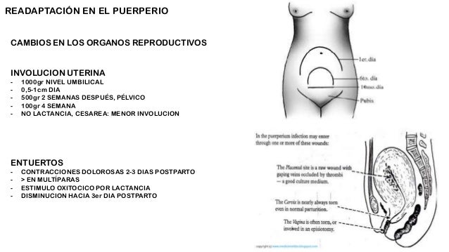 Adaptaciones Fisiologicas Durante El Puerperio