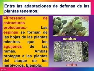 Adaptación De Las Plantas