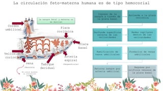 Adaptacion materna al embarazo y unidad fetoplacentaria | PPTX