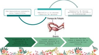 Adaptacion materna al embarazo y unidad fetoplacentaria | PPTX
