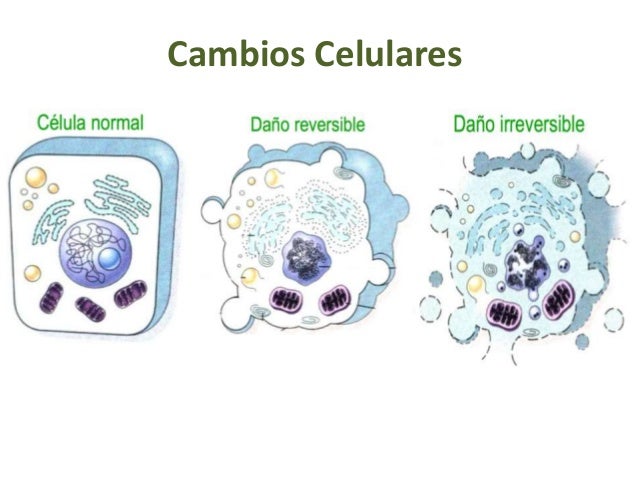 Adaptación y muerte celular