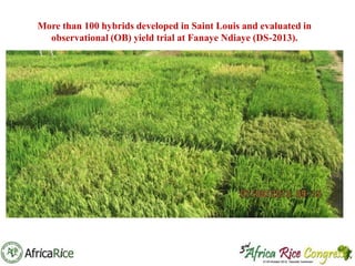 Th1_Adaptation of hybrid rice technology in West Africa | PPT