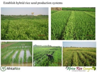 Th1_Adaptation of hybrid rice technology in West Africa | PPT