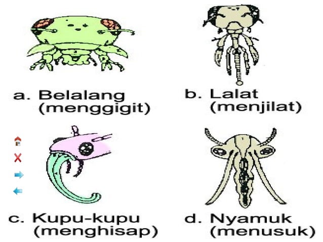 Bentuk-bentuk Adaptasi Pada Makhluk Hidup.ppt