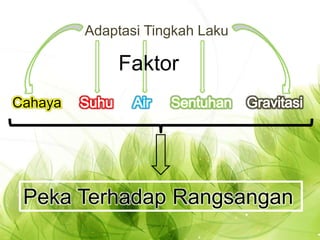 Adaptasi dan peka terhadap rangsang ppt kel | PPT