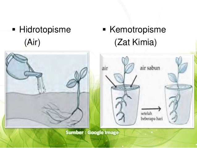 Adaptasi dan peka terhadap rangsang ppt kel