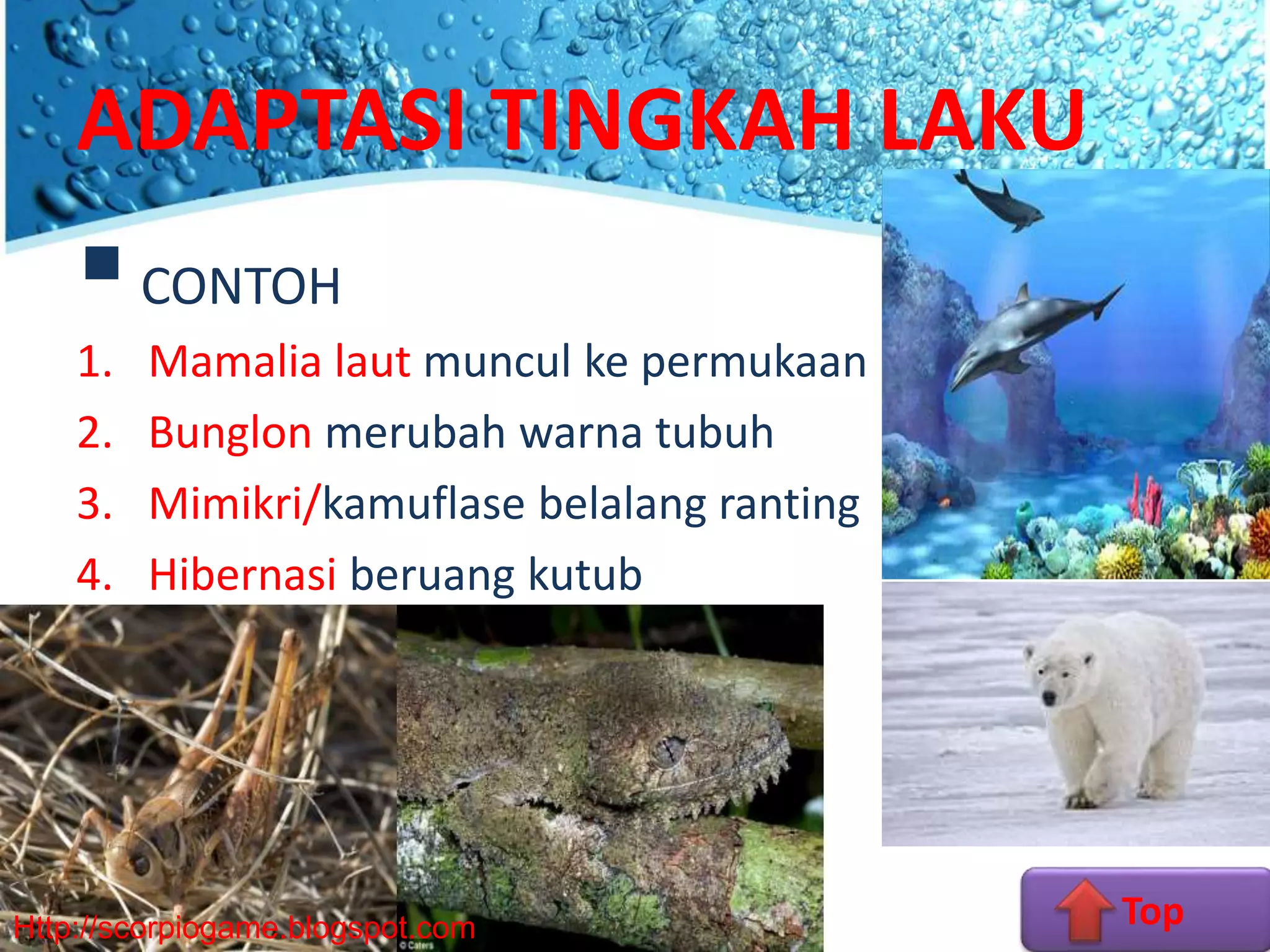 Adaptasi hidup organisme (Biologi Kelas 9) | PPTX