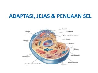 mata ajar patologi Adaptasi, Jejas dan Penuaan Sel.pptx