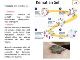 mata ajar patologi Adaptasi, Jejas dan Penuaan Sel.pptx