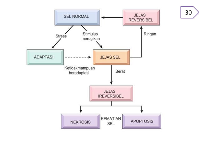 mata ajar patologi Adaptasi, Jejas dan Penuaan Sel.pptx