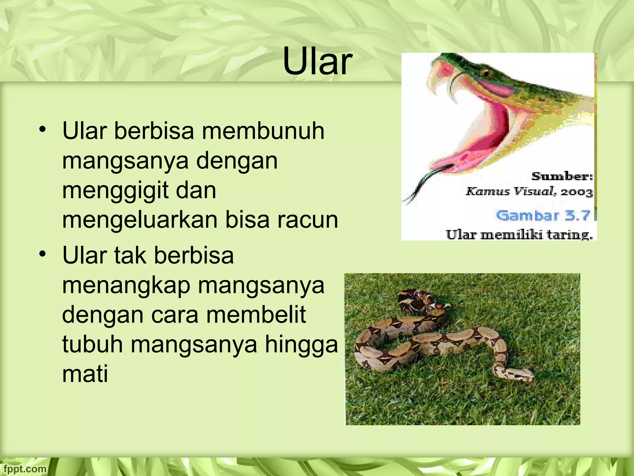 Adaptasi makhluk hidup | PPT