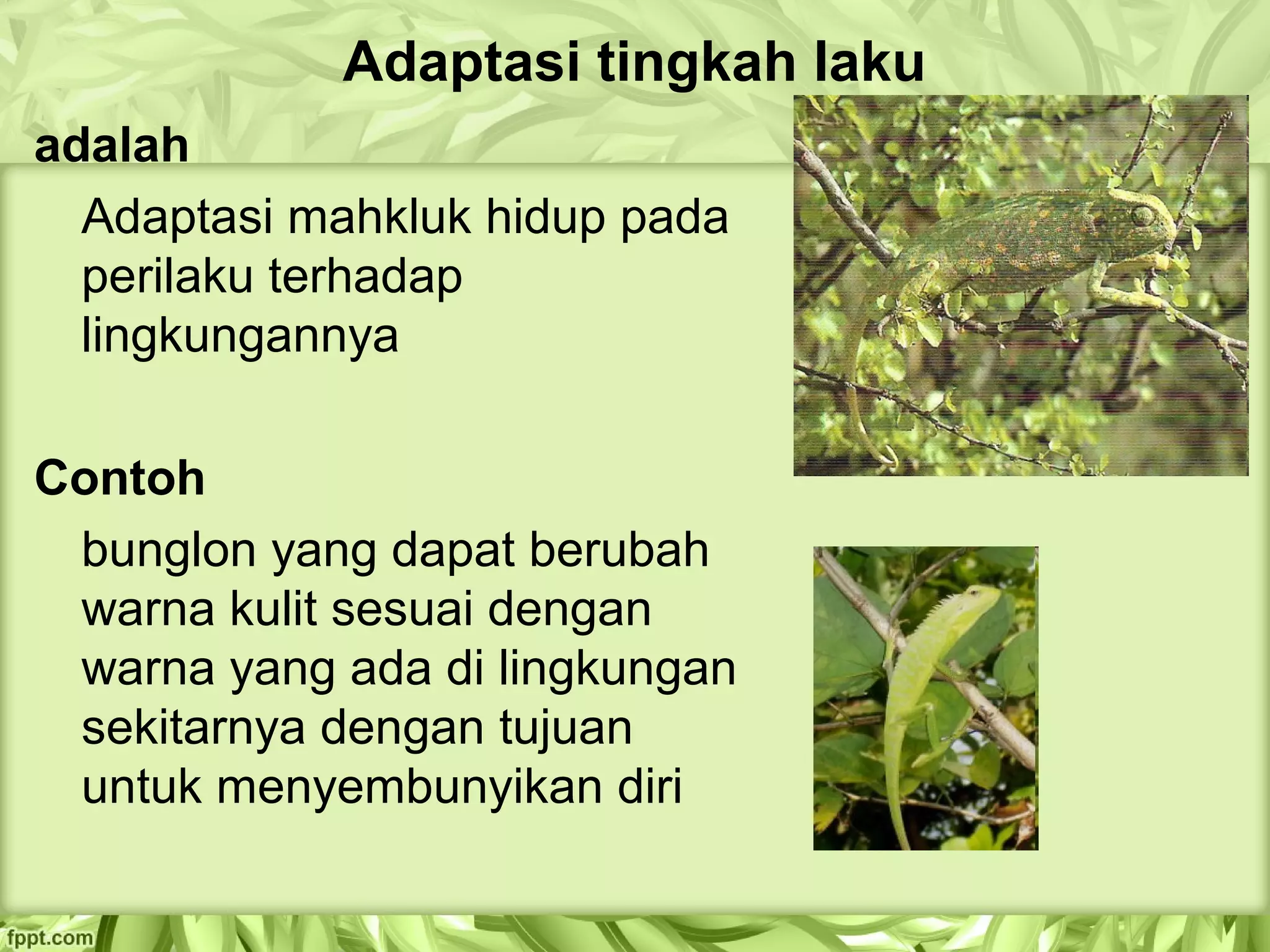 Adaptasi makhluk hidup | PPT