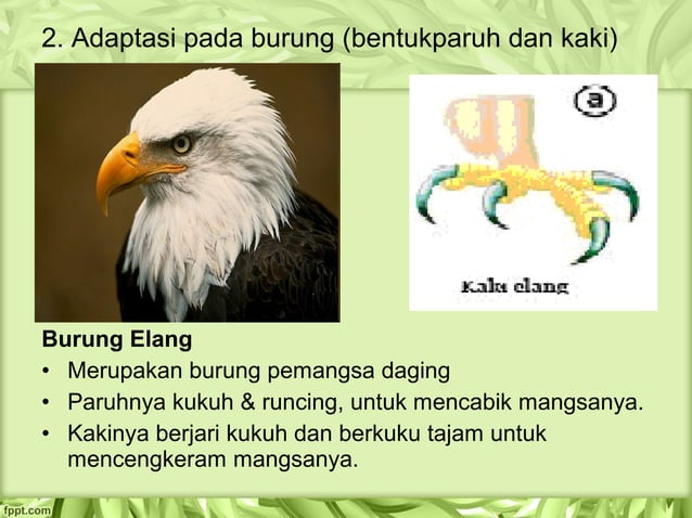 Adaptasi makhluk hidup | PPT