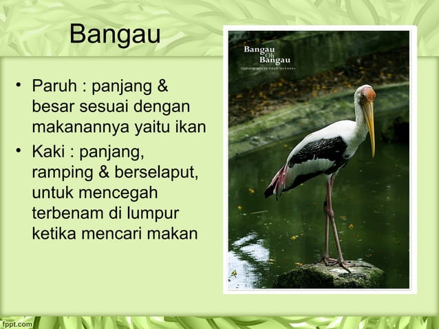 Adaptasi makhluk hidup | PPT