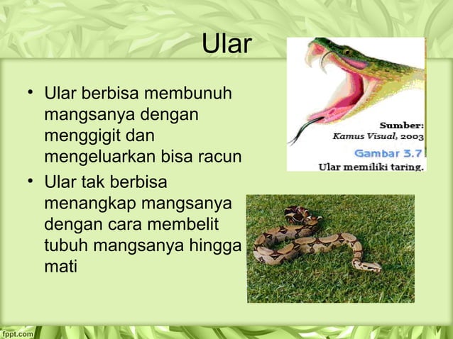 Adaptasi makhluk hidup | PPT