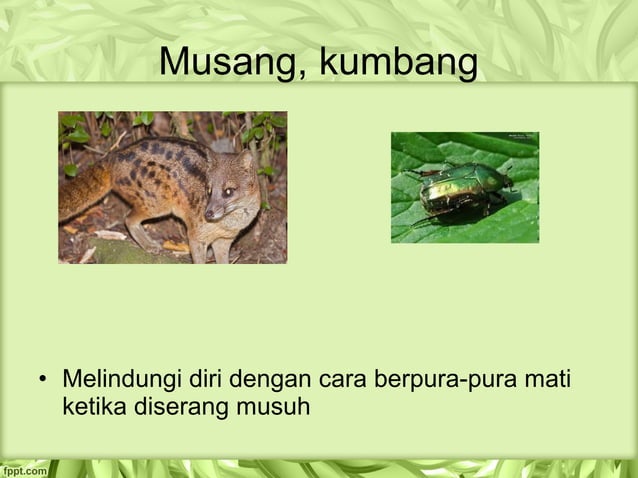 Adaptasi makhluk hidup | PPT