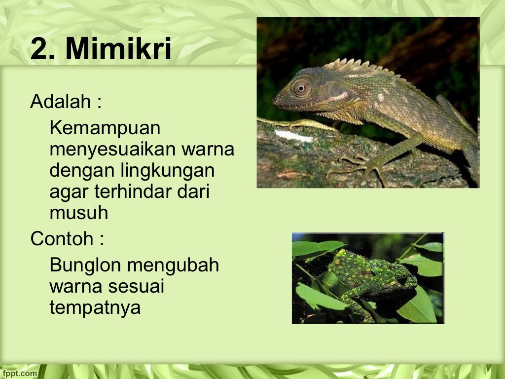 Pengertian Adaptasi Makhluk Hidup Macam Macam Dan Contohnya - Riset