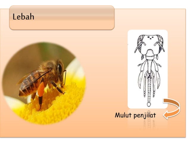 Adaptasi Makhluk Hidup | PPTX