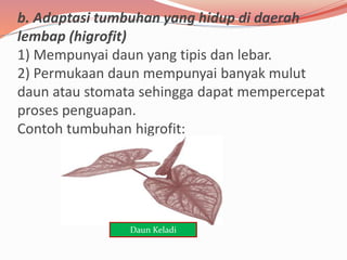 Adaptasi morpologi | PPTX