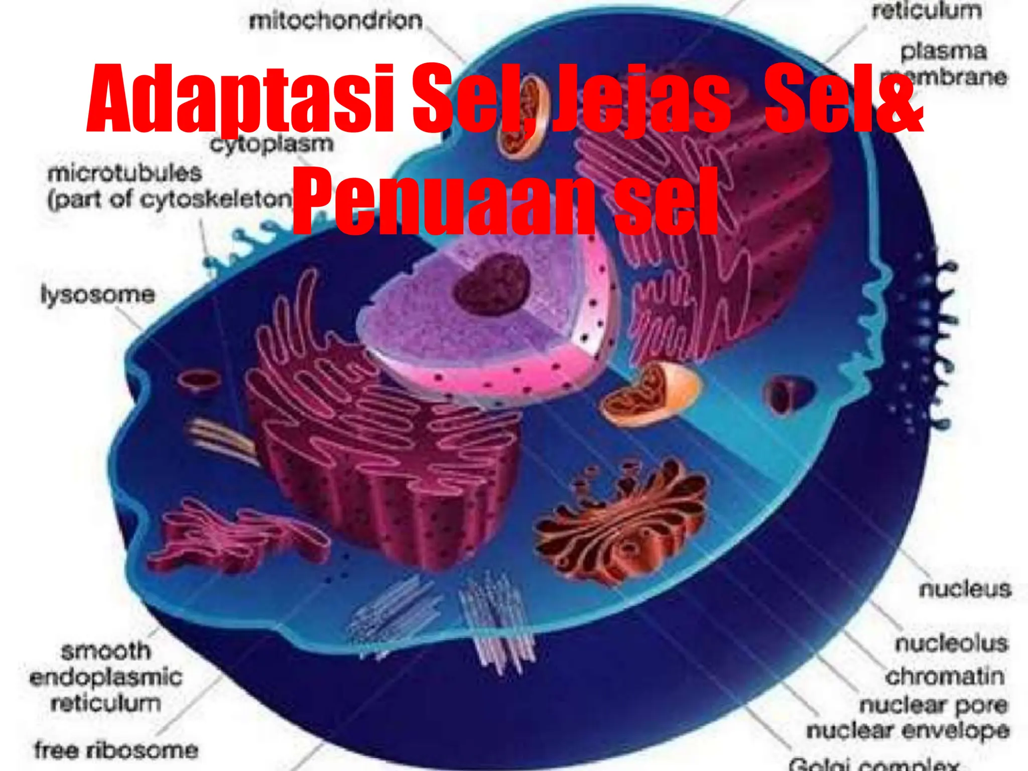 Adaptasi sel, jejas, penuaan sel.pptx