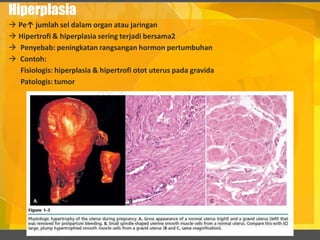 Adaptasi sel, jejas, penuaan sel.pptx