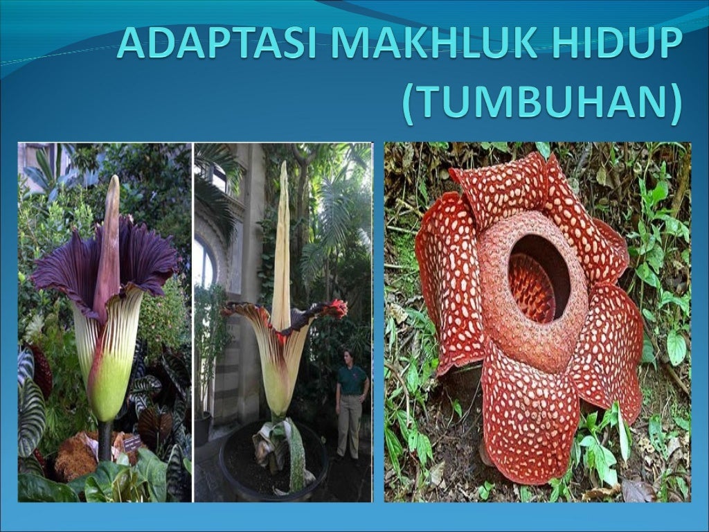 11 Contoh Adaptasi Tingkah Laku Pada Tumbuhan - Riset