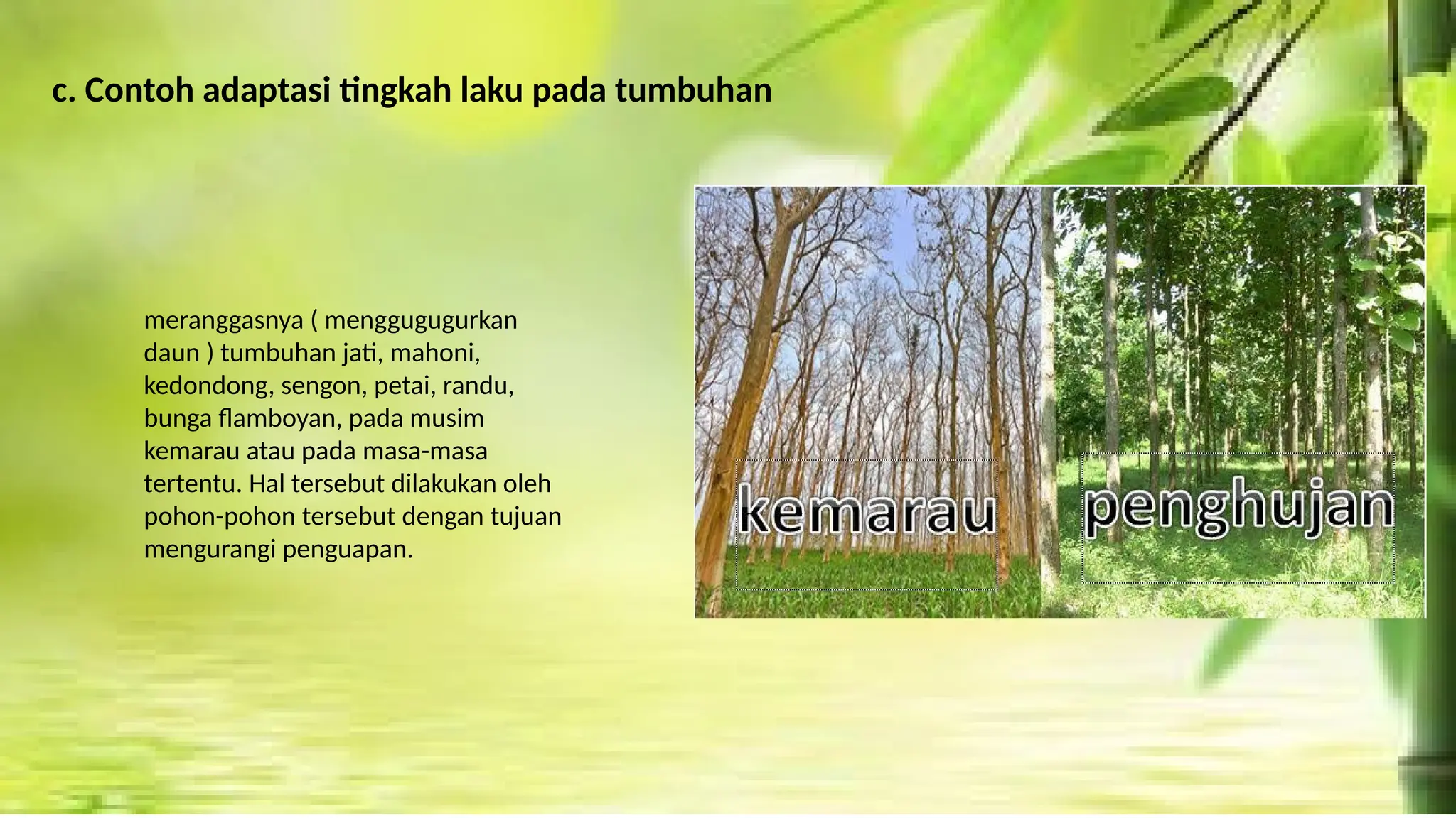 ADAPTASI TUMBUHAN- materi ajar pptx.pptx