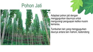 Adaptasi Tumbuhan Terhadap lingkungan.pptx