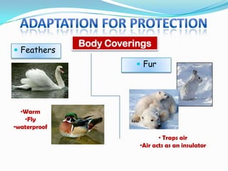Adaptation | PPTX
