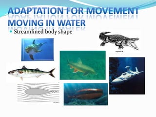 Adaptation | PPT