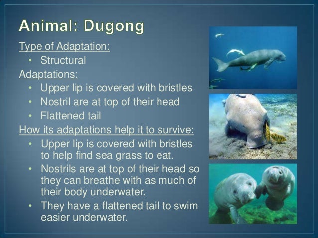 Adaptation by: Sarah