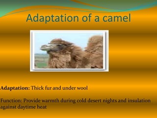 Adaptation | PPT