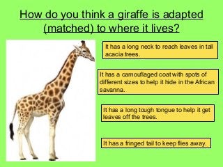 Adaptation. powerpoint presentation