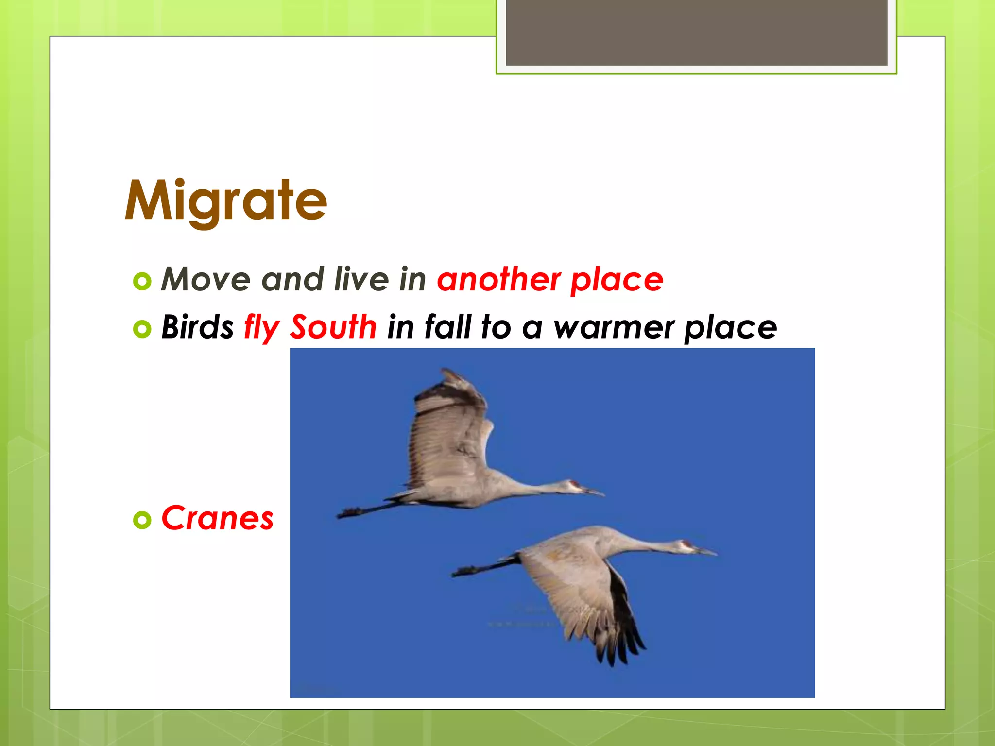Adaptation | PPT