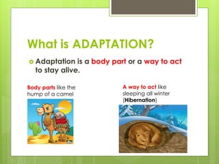 Adaptations | PPTX