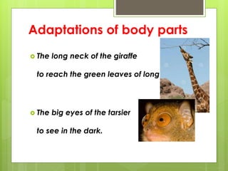 Adaptations | PPTX