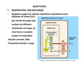 Adaptation | PPT