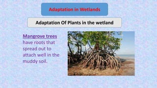 Adaptation | PPT