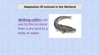 Adaptation | PPT
