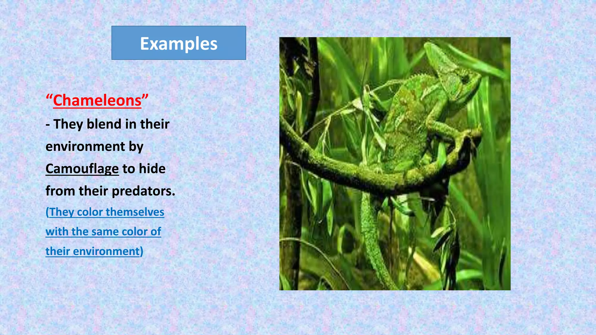 How do an organism's trait help it survive? | PPTX