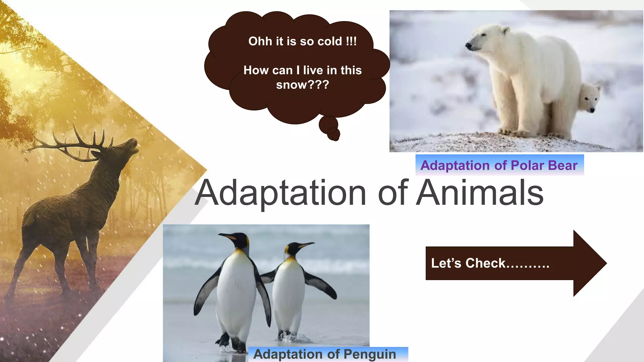 Adaptation | PDF
