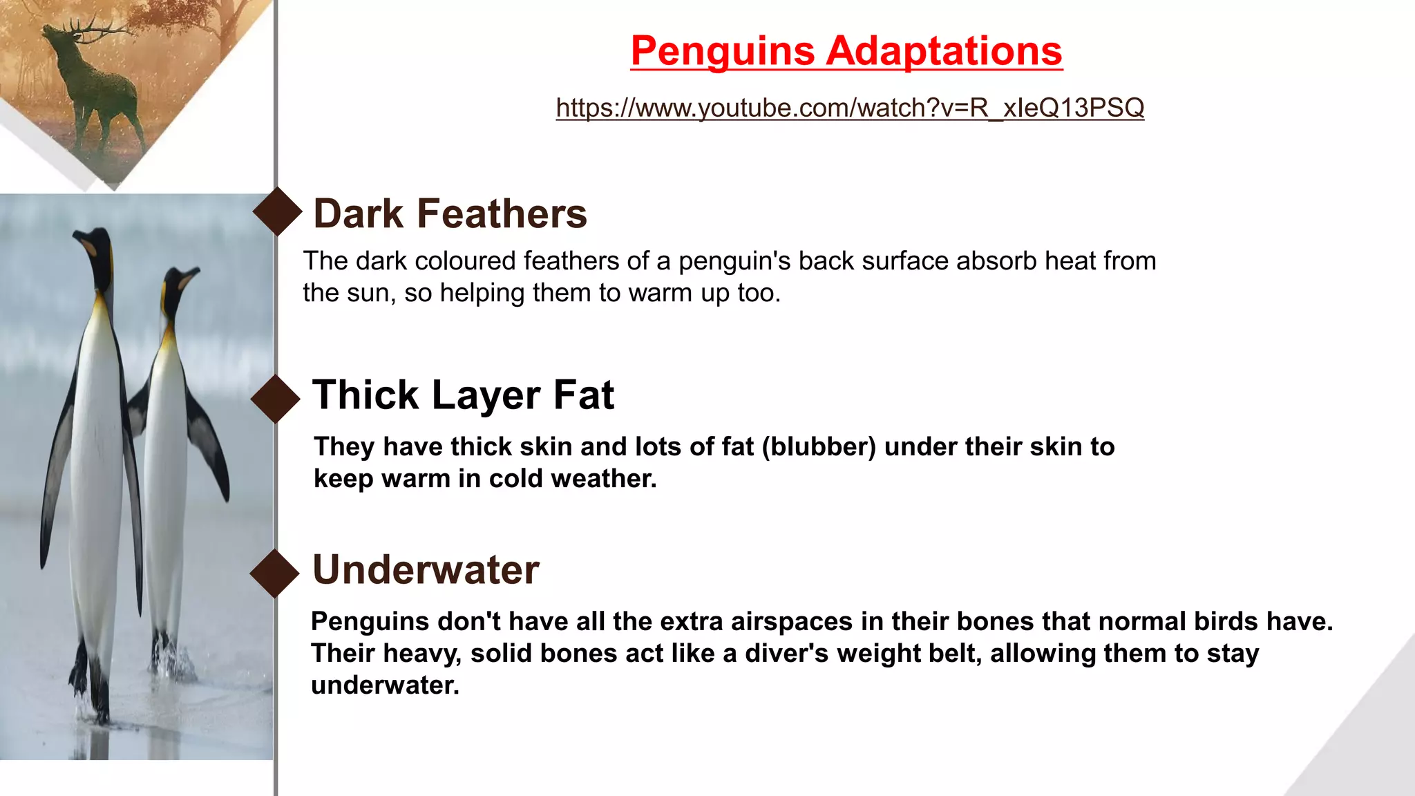 Adaptation | PDF