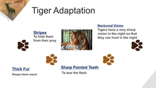 Adaptation | PDF