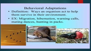 Adaptation | PDF